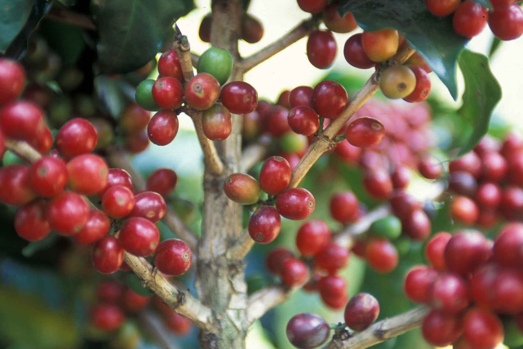 Coffees of Latin America – Calioh Coffee